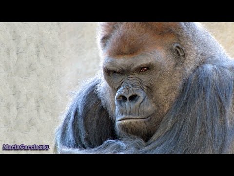 Western Lowland Gorilla - Endangered Species - YouTube