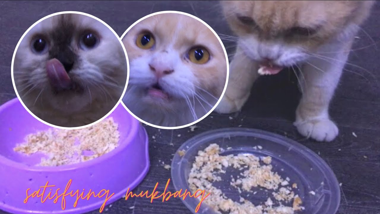 Hungry Cats Meowing for food. Satisfying Mukbang . ASMR - YouTube