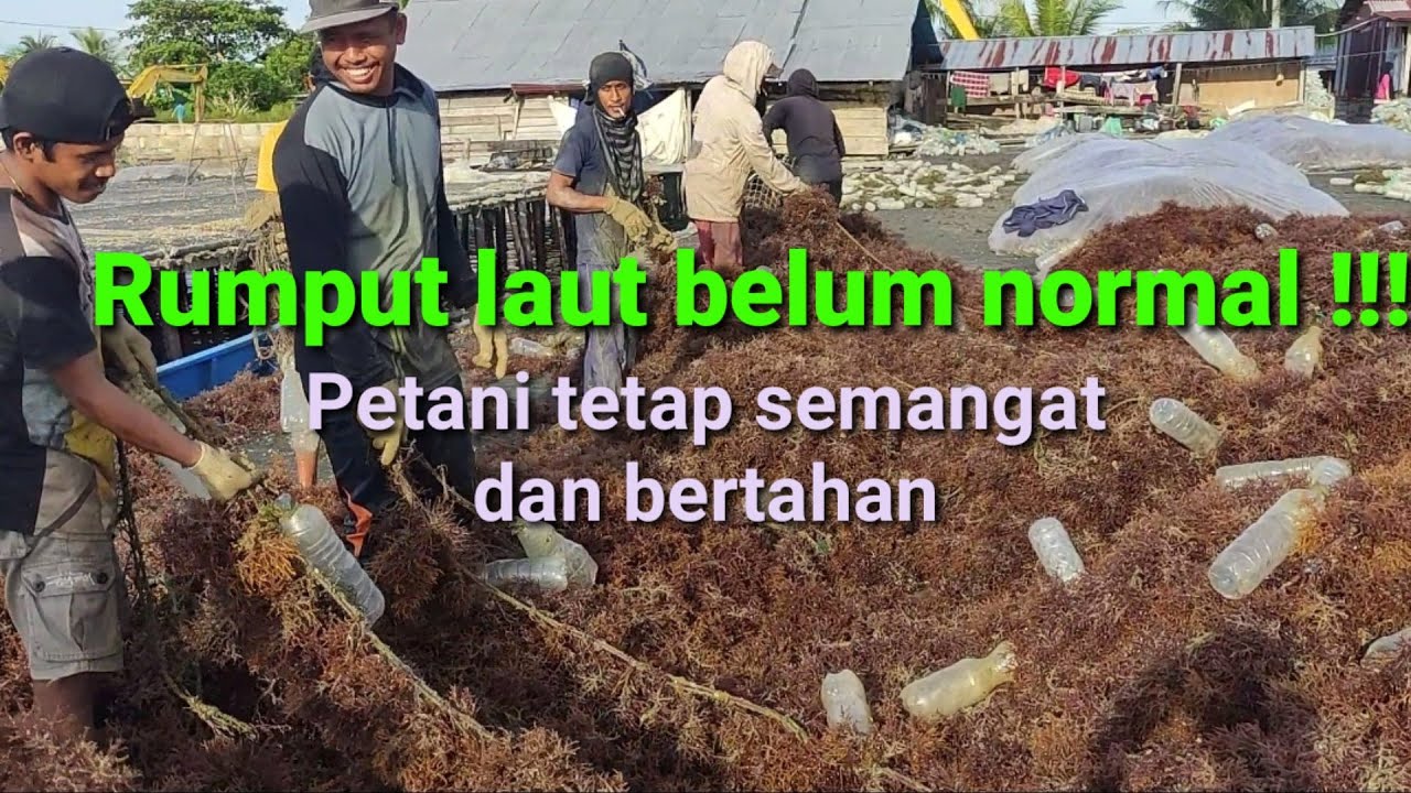 Cara cepat memisahkan rumput laut dari tali - YouTube