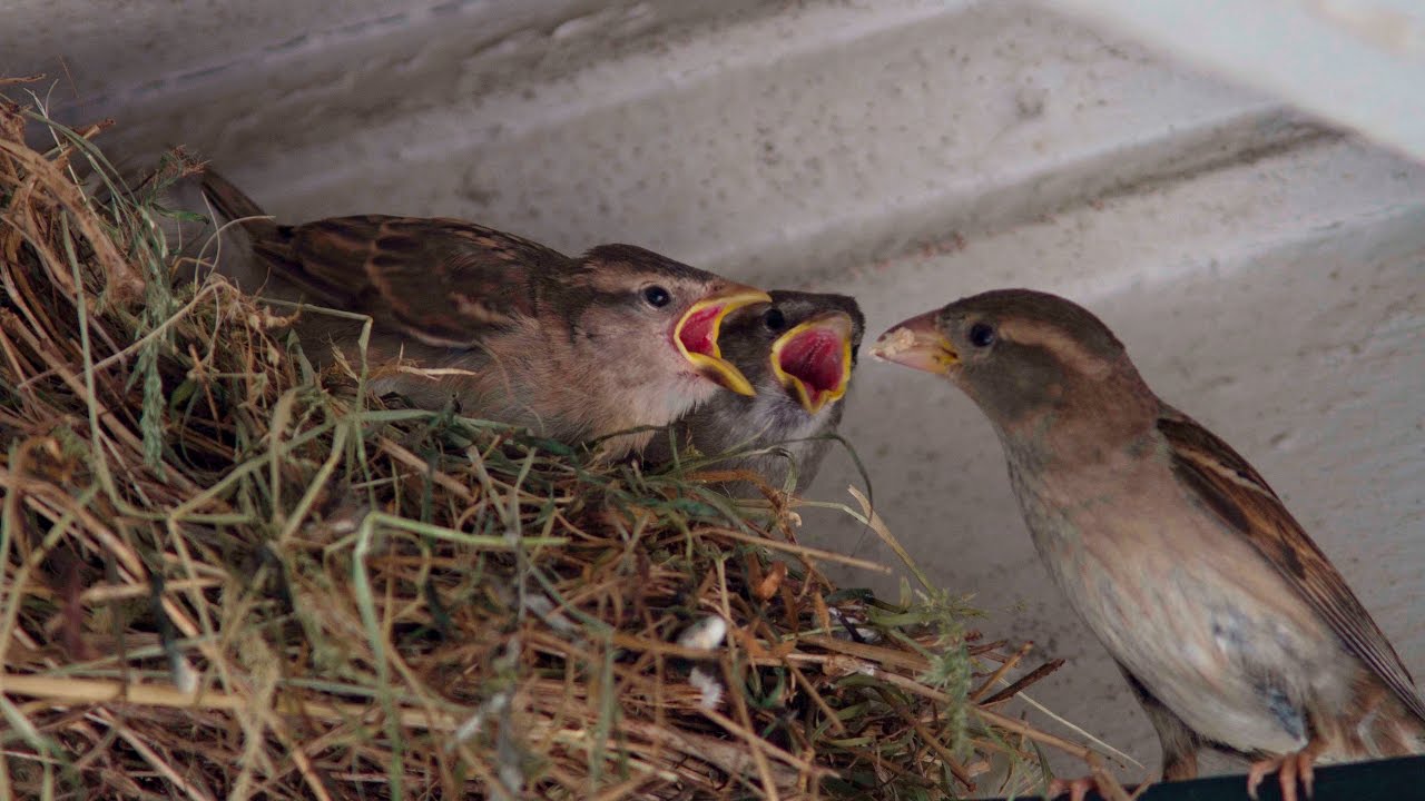 How can we save sparrows? - YouTube