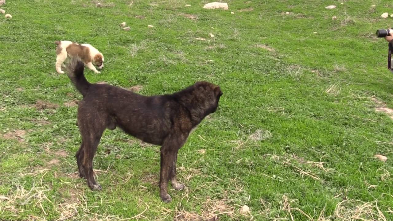 Real Tajik Sagi dahmarda in the wild #2 - YouTube