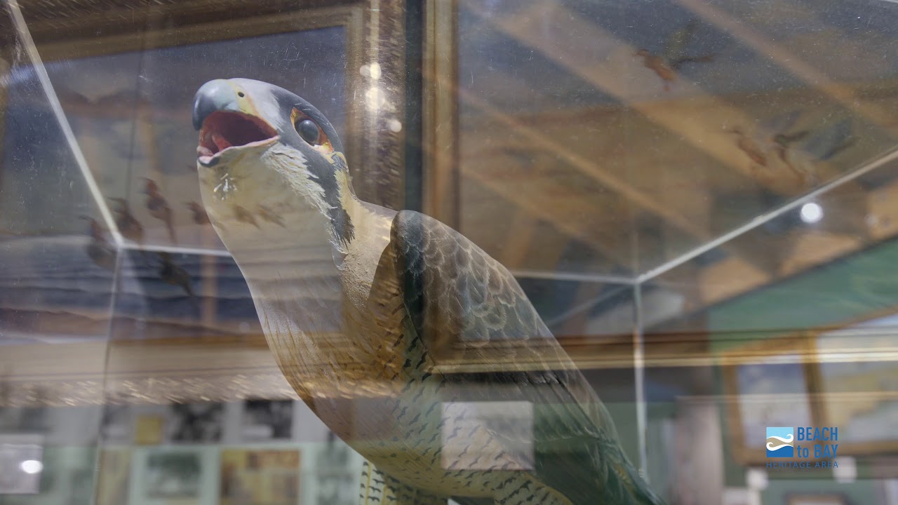 Ward Museum Virtual Tour - YouTube