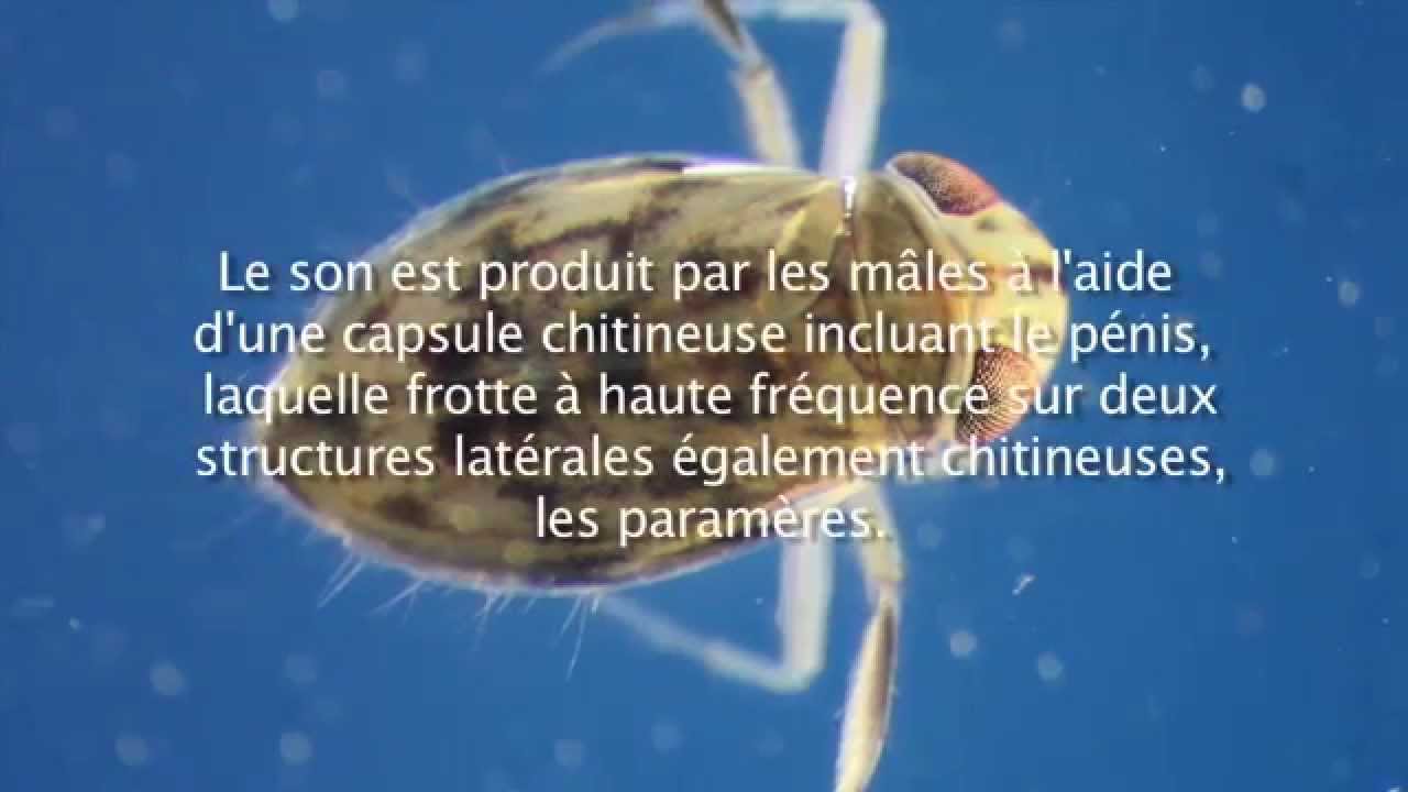 Le chant des corises, Micronecta poweri - YouTube