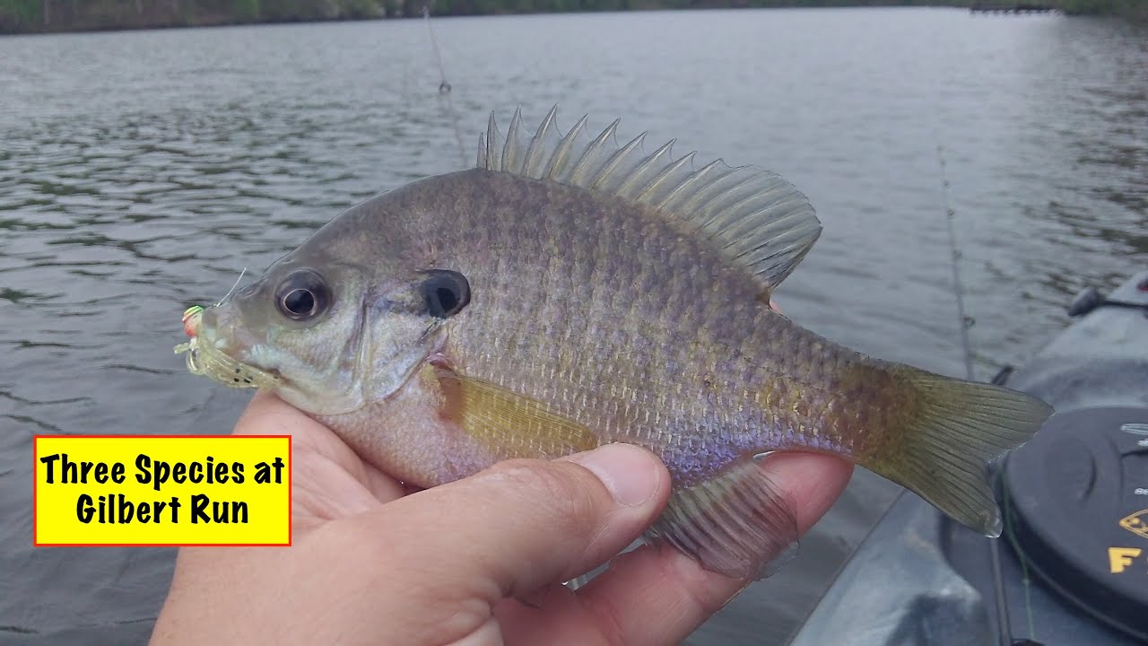 Back to Lake Wheatley at Gilbert Run Park (April 17, 2020) - YouTube