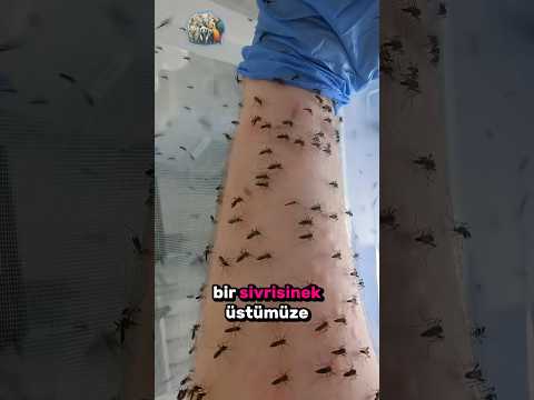 Sivrisinekler Kanımızı Nasıl Emiyor? 🦟😱 💉