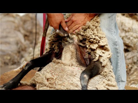 How to Harvesting Wool 🐑  - Remove Wool from Sheep & Wool Processing in Factory