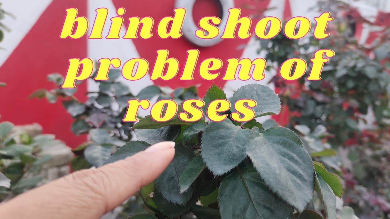 Blind shoot problem of roses | cause and solution - YouTube