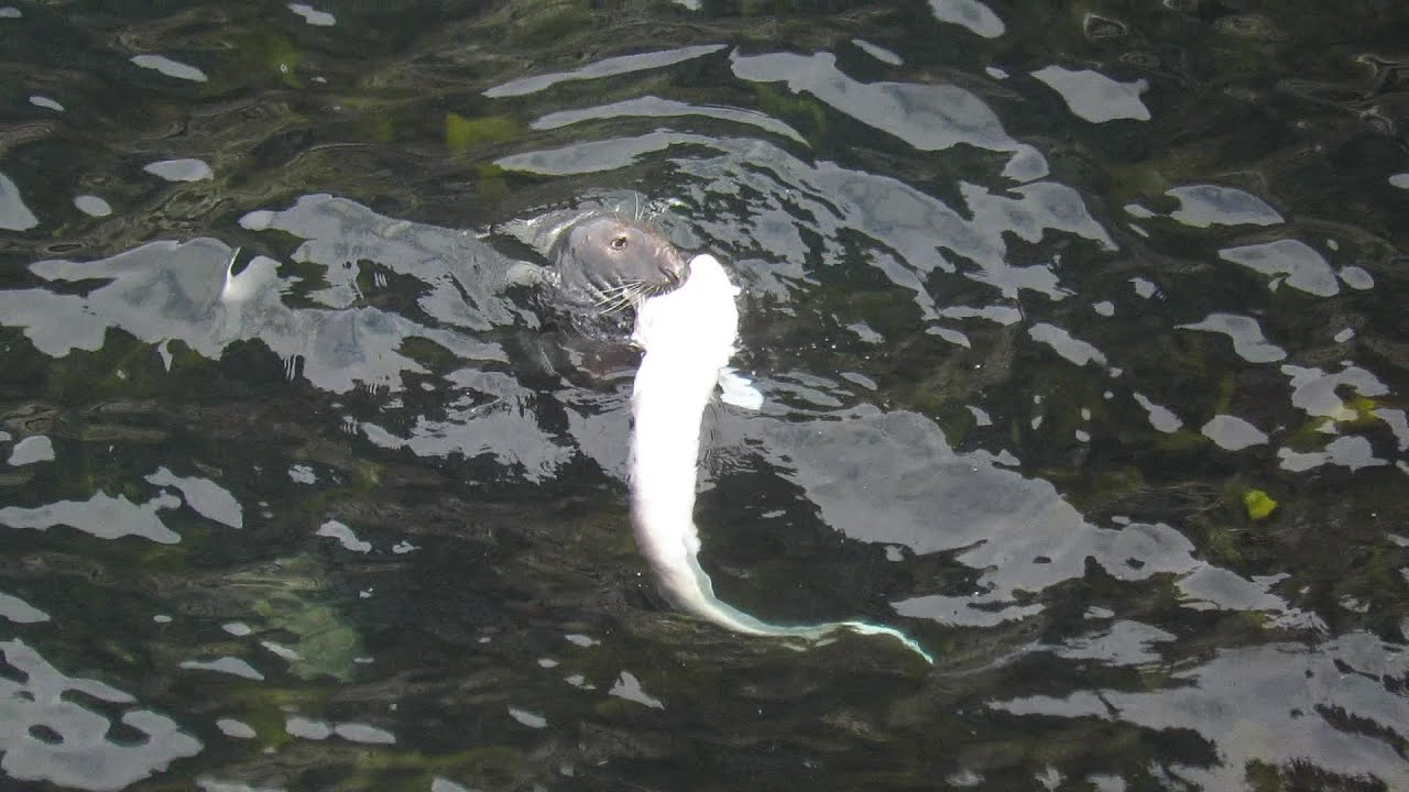 Grey Seal eating a 2m Conger Eel - YouTube