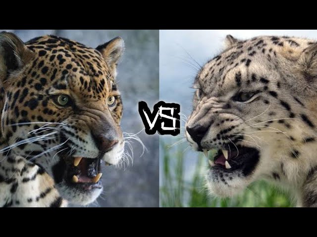 Jaguar Vs Leopard Who Will Win This Battle Youtube