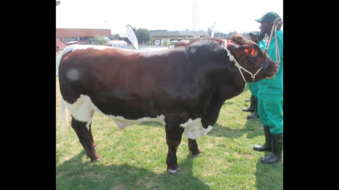 Pinzgauer bull scoops ARC award - YouTube
