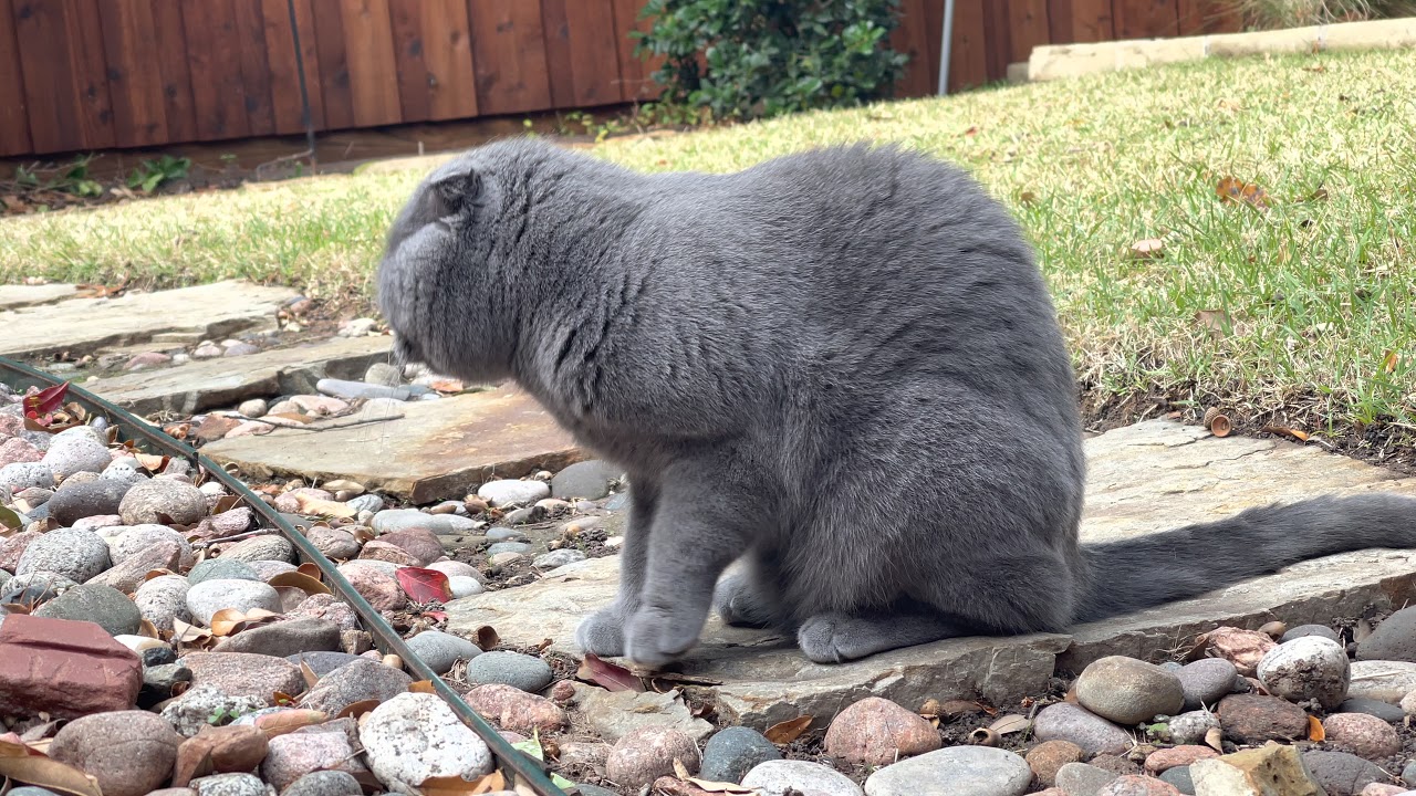 Cat digging - YouTube