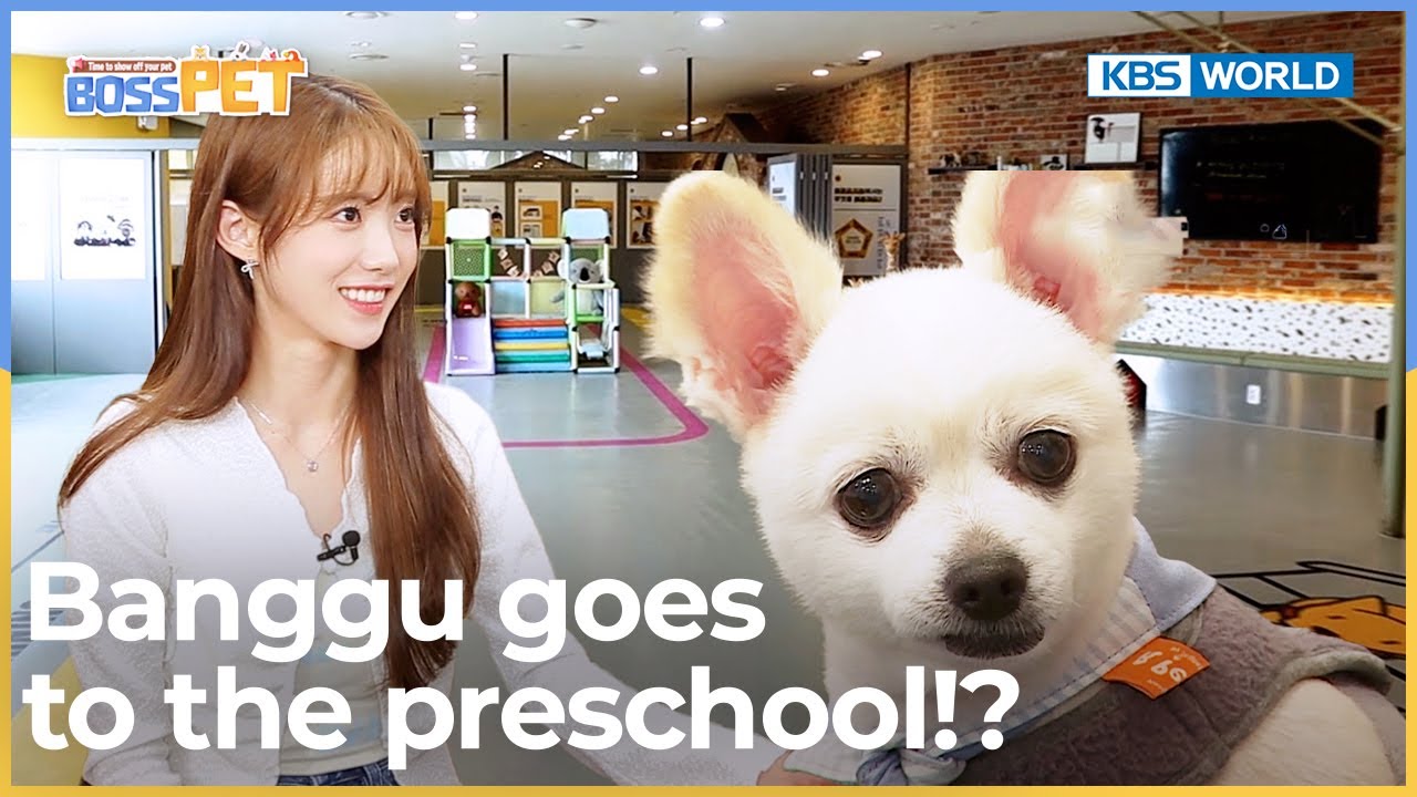 🐶Banggu goes to the preschool!? 🏫[Boss Pet : EP.6] | KBS WORLD TV ...