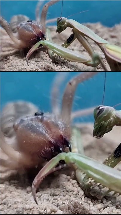 ARAÑA CAMELLO VS MANTIS - SHORT - YouTube