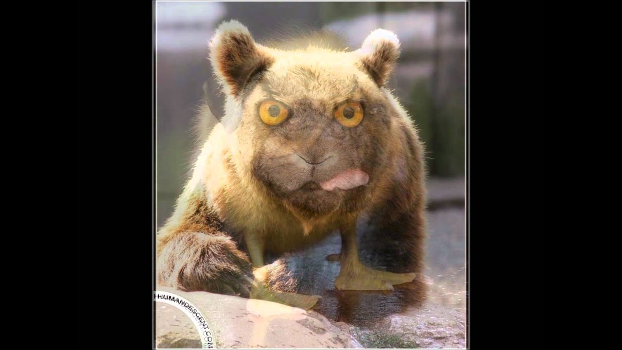 animales mutantes - YouTube