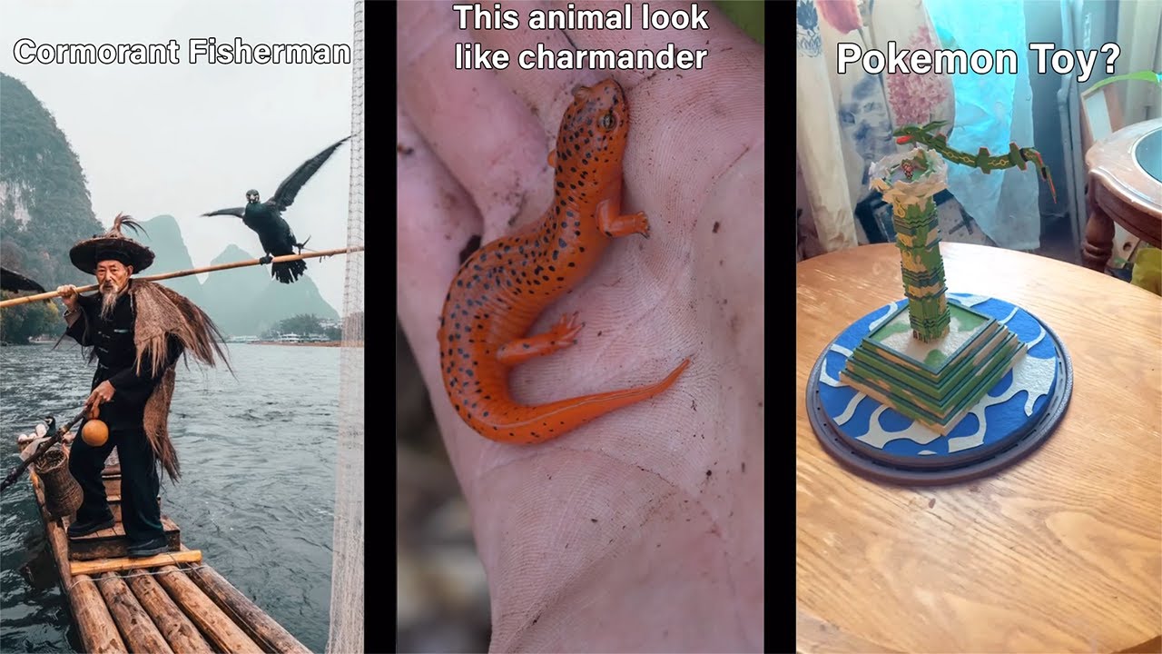 Cormorant Fisherman | Animal that looks like charmander | Pokemon Toy ...