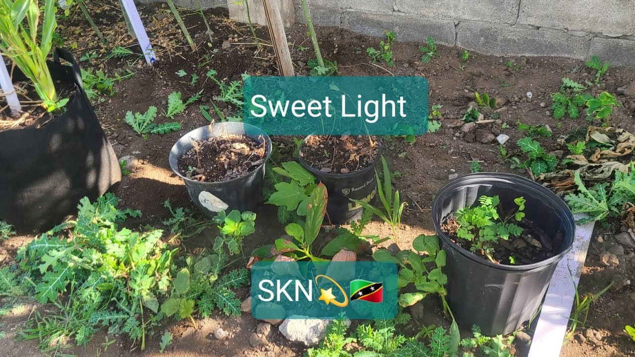 Garden Update. Plenty growth. Weeds! Goat Manure Tea. Give Thanks 🤲🏾💫🇰🇳 ...