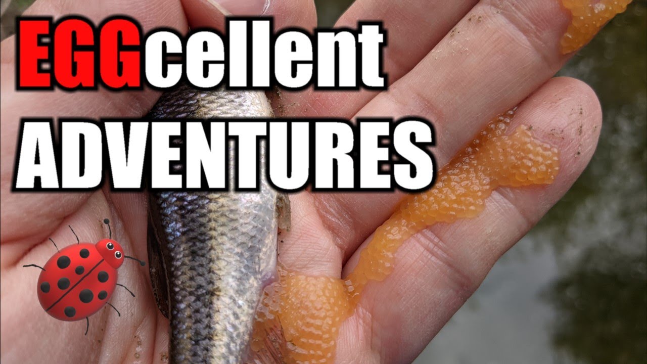 Does SIZE matter? Ladybug Fishing Adventures - YouTube