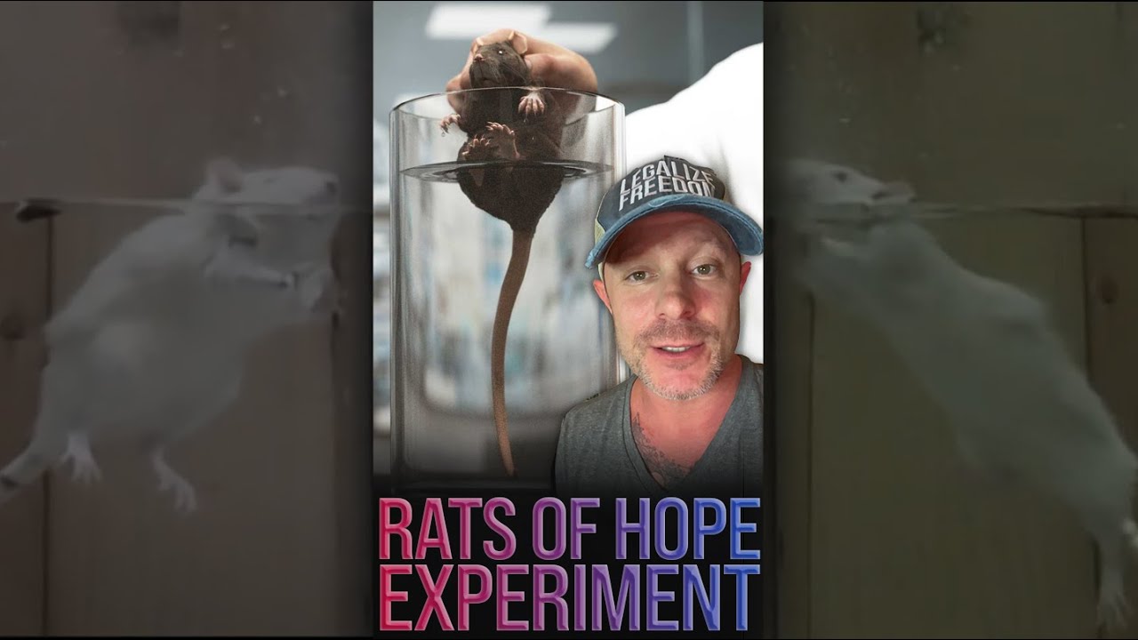 The Rats of Hope Experiment 🐀 #shorts - YouTube