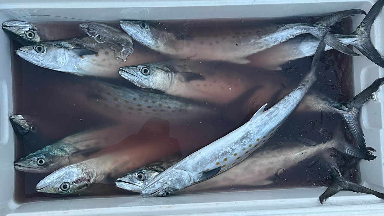 CÓMO PESCAR MACARELA - YouTube