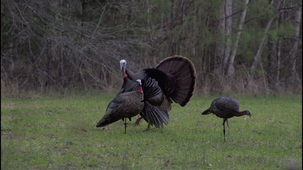 Alabama Turkey Hunt! Avian X TV - YouTube