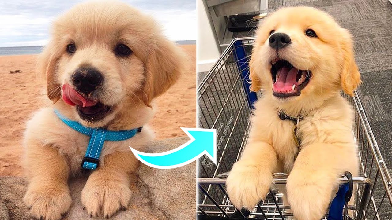 ️ PERRITOS LINDOS haciendo cosas DIVERTIDAS 2020 ️ # 3 Los Perros más ...