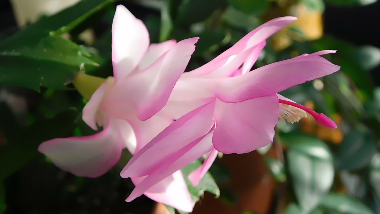 Plant With Beautiful Pink Flowers, Yeh Podha Winters Mein dega ...