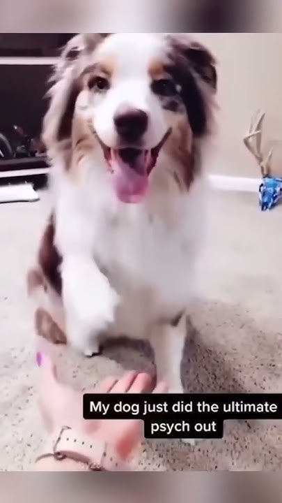 Funny+pets+%7c+2024%f0%9f%98%82+funny+dogs+and+funny+cats+videos. - Youtube