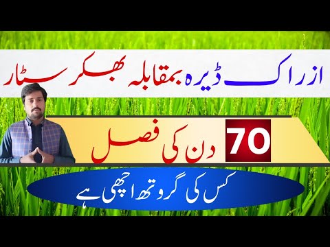 Azrak dera vs bhakhar star wheat varietes || gundam ki 2 aqsam ka moazna