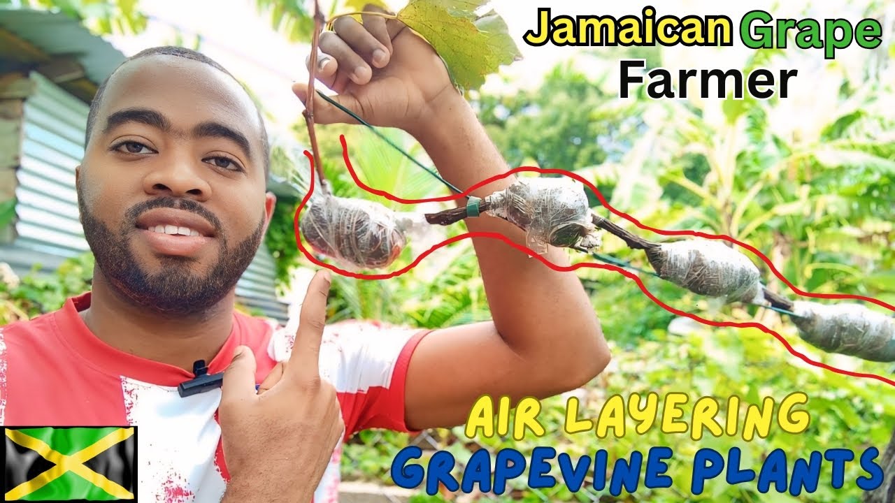 Air Layering Grapevine Plants 🍇 🇯🇲 - YouTube
