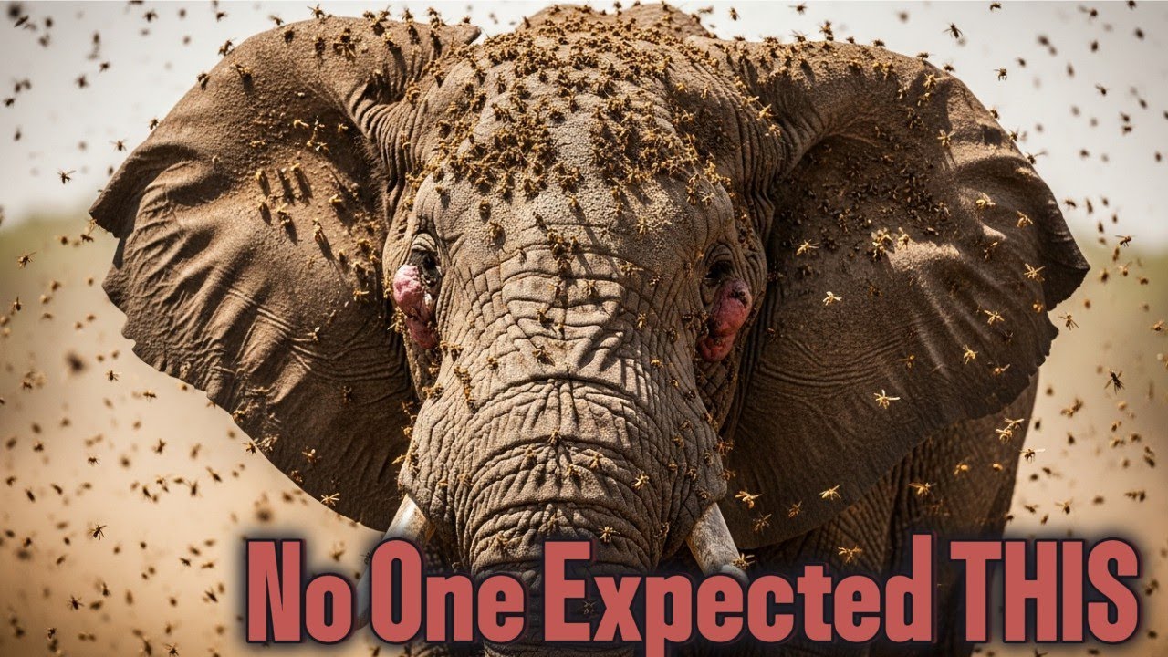 African Elephant vs. Millions of Wasps – The Most Incredible Real ...