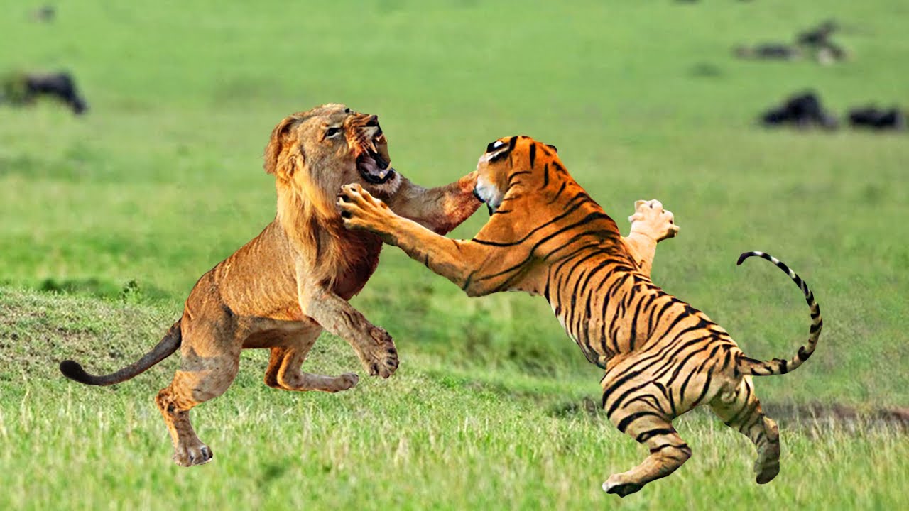 LION VS TIGER FIGHT / LEONE VS TIGRE BATALLA (*SPECULATION ...