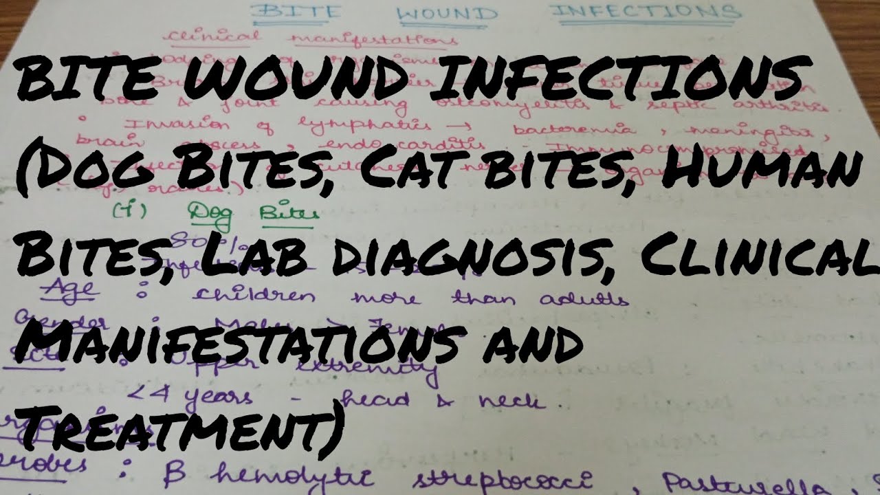 Bite wound infections Microbiology Zoonotic infections ( Miscellaneous ...