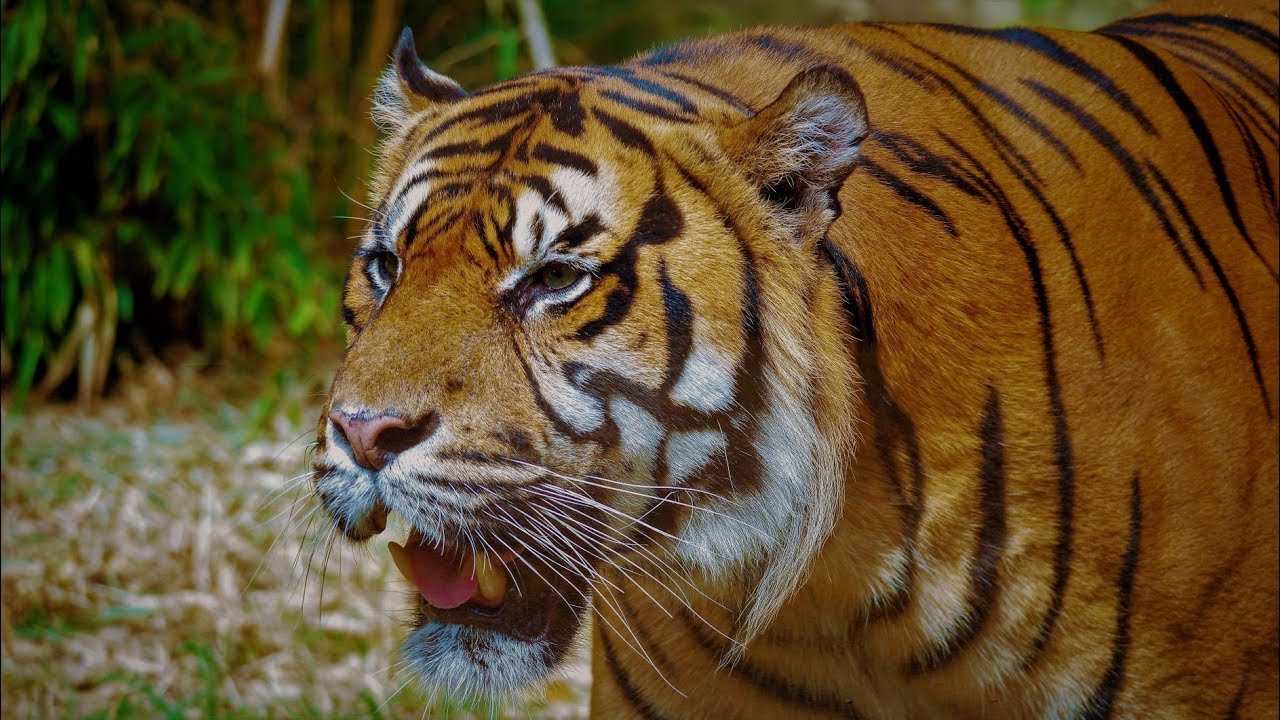 Zoo Osnabrück (4K/UHD) - YouTube
