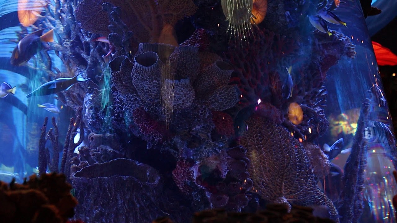 Restaurant Fish Tank | Relaxing Music | T Rex Cafe Disney Springs ...