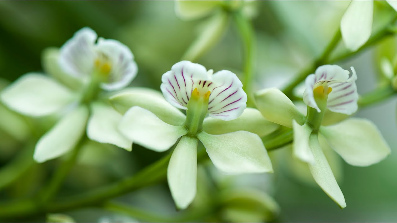 Episode 8 Prosthechea radiata fills the air in our greehouse with a ...