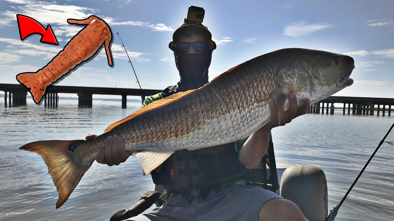 40 + INCH REDFISH SIGHT CASTED! MARSH FISHING WITH GULP SHRIMP! - YouTube