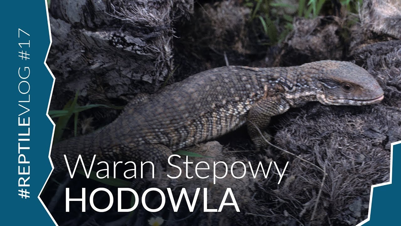 HODOWLA WARANA STEPOWEGO - TERRARIUM JEST OGROMNE! - YouTube