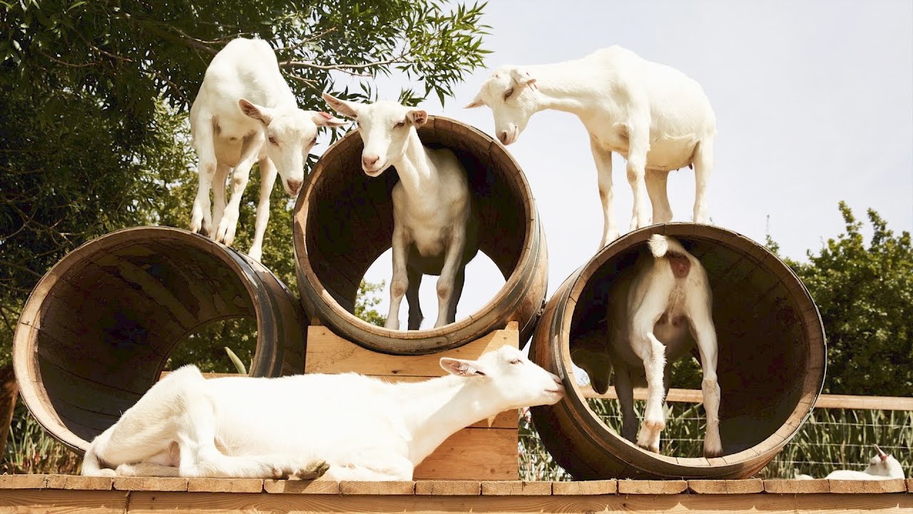 Animal architecture - YouTube
