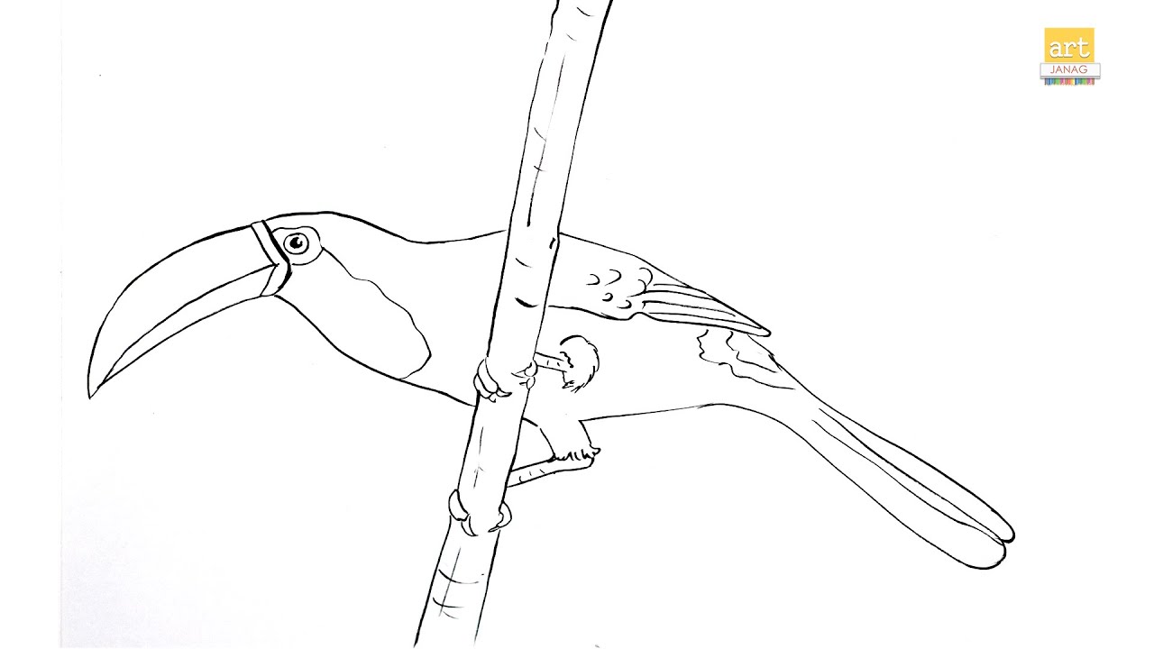 Toco Toucan Line Drawing