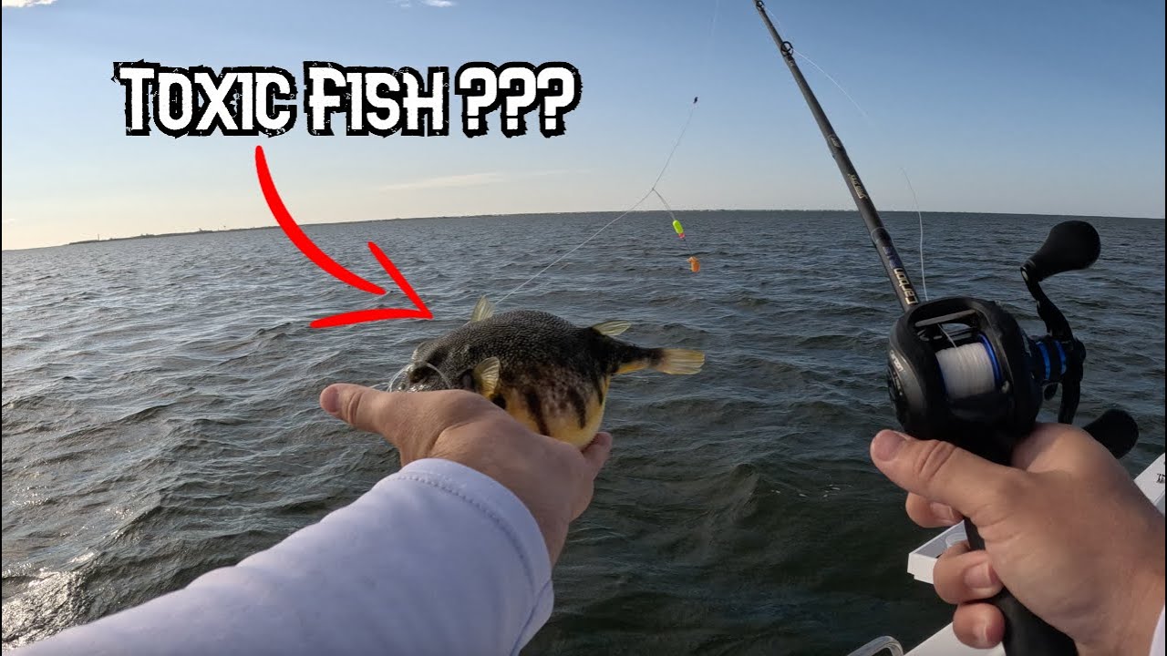 Catching So Many TOXIC Fish In New Jersey (BLOWFISH) - YouTube