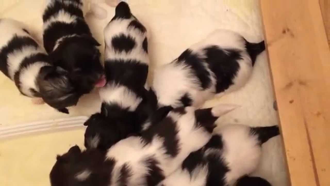 Havanese Pups at 3 1/2 weeks old - YouTube