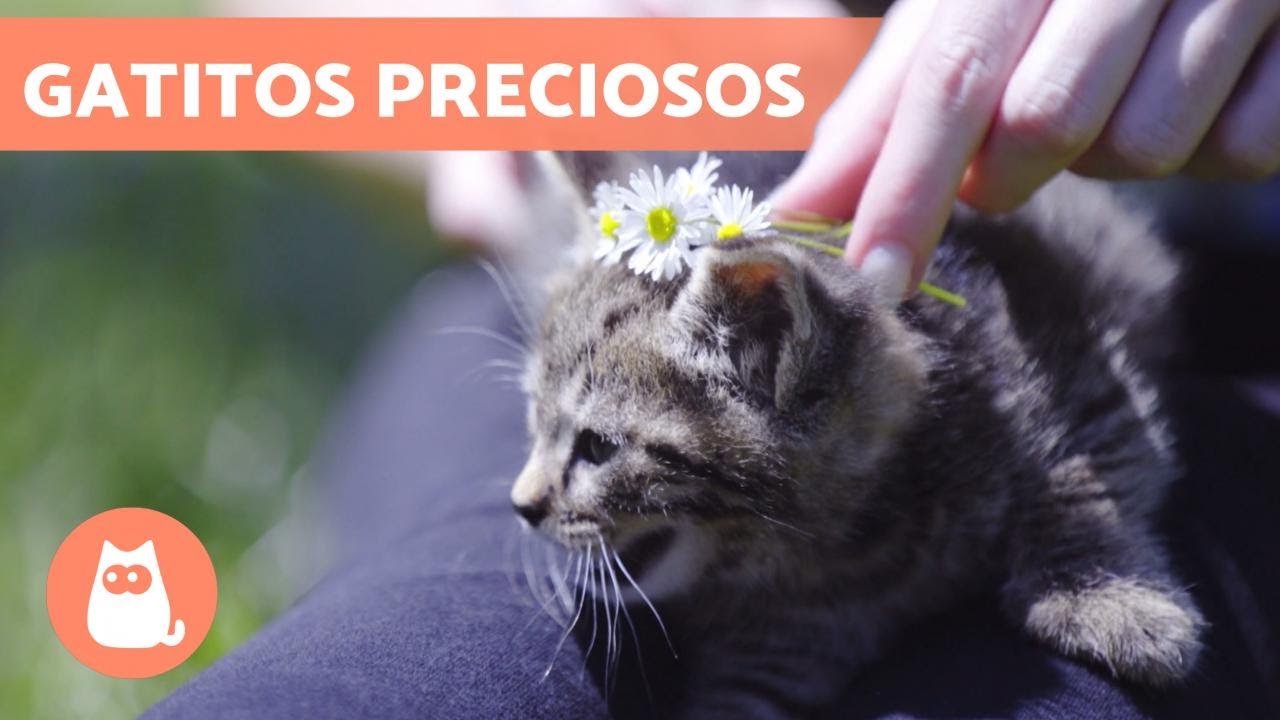 Lindos Gatitos Bebes Jugando