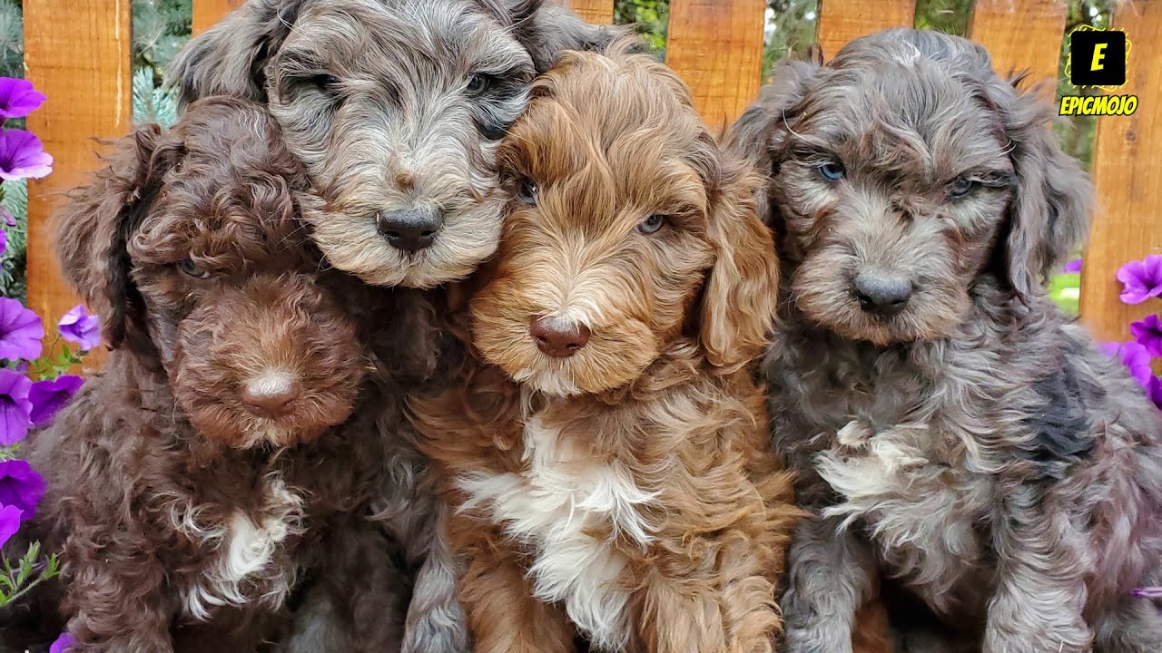 Top 10 Cutest Doodle Dogs Including Goldendoo - YouTube