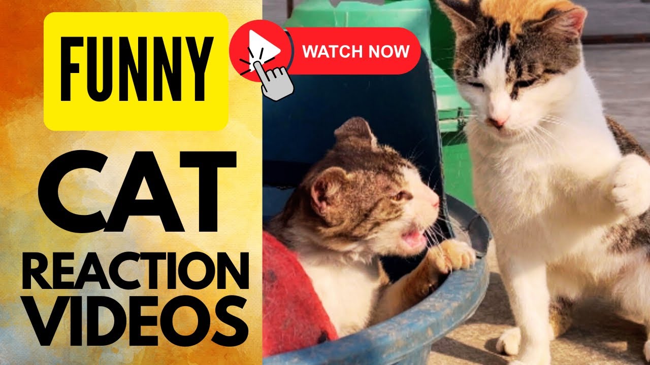 Funny cat reactions and fights | Cats living their best life - YouTube