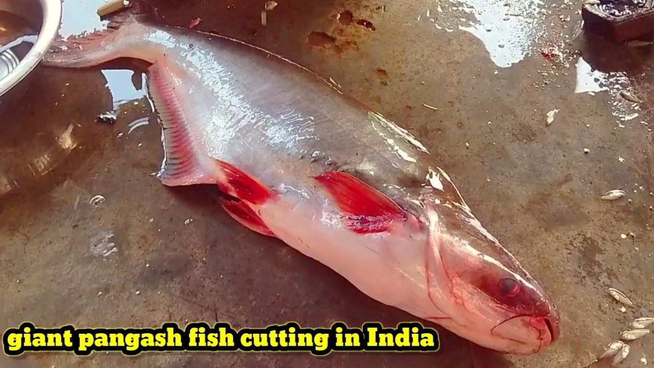 giant pangash fish cutting in India. amazing pangash fish cutting ...