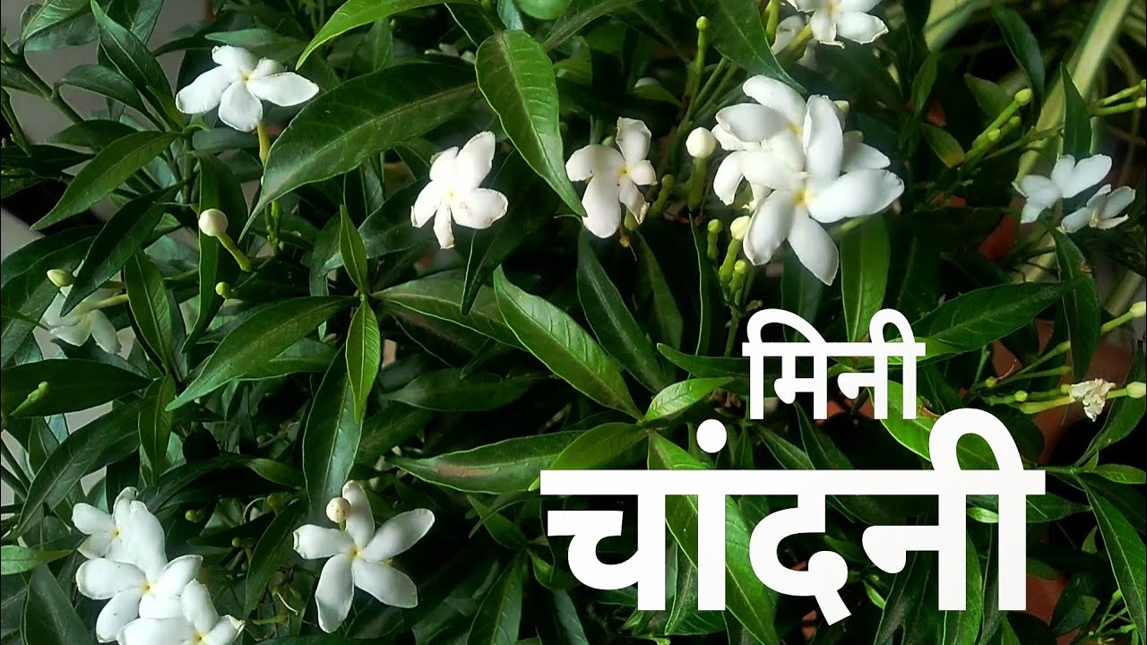 chandni plant - YouTube
