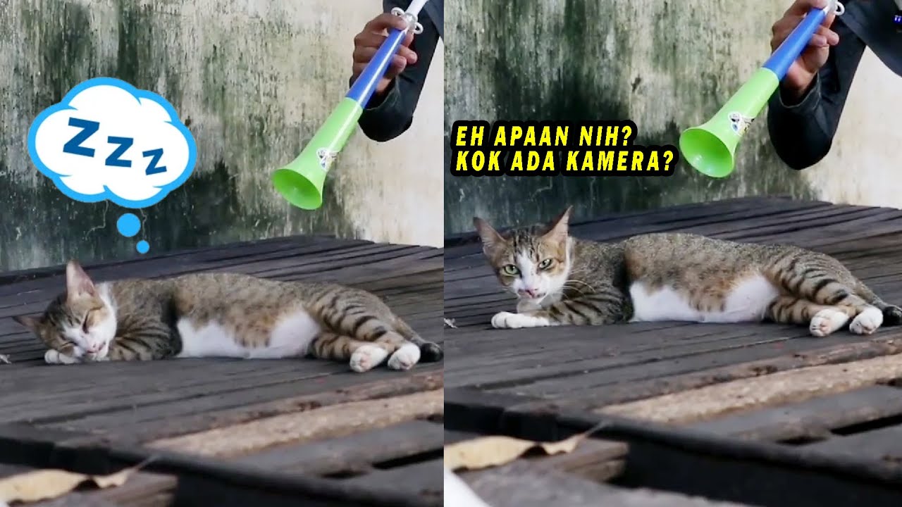 Lagi Enak Tidur, Si Kucing Malah Kena Prank Terompet! Momen Lucu Kucing Kena Prank 2022 - YouTube