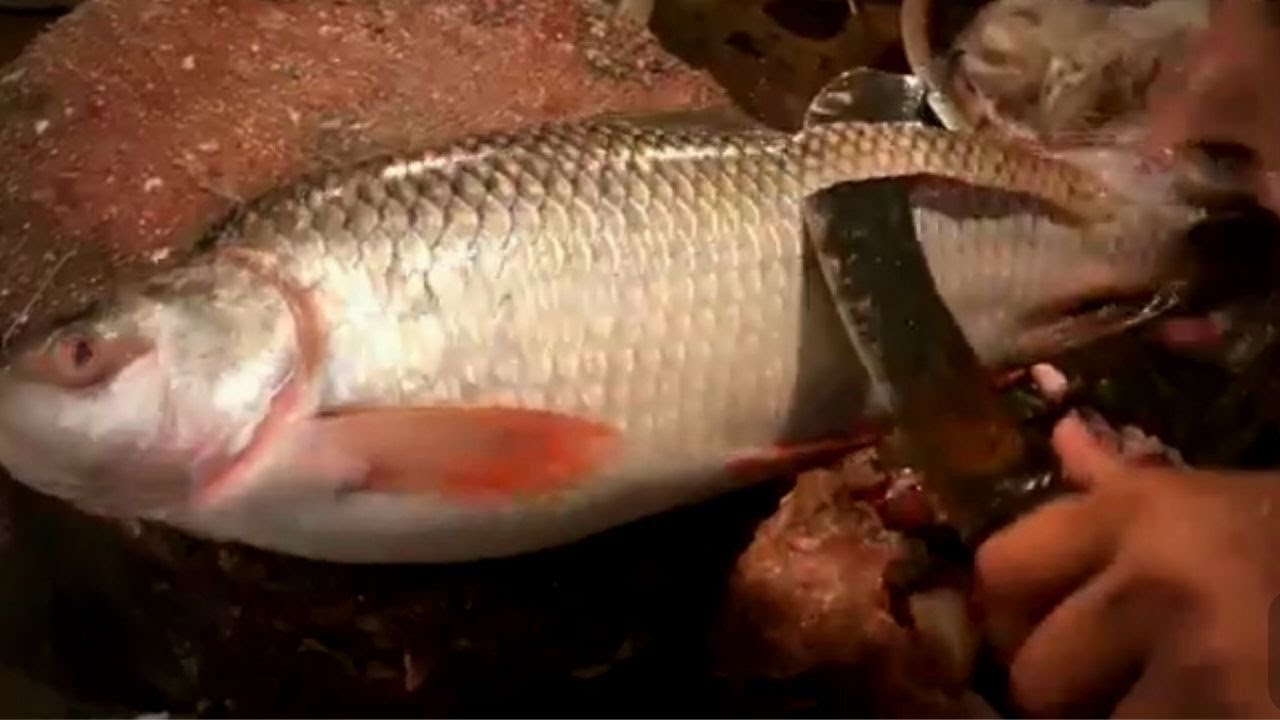 Amazing Rui fish cutting Skills in 2019 II Fillet Fish Skills II ...