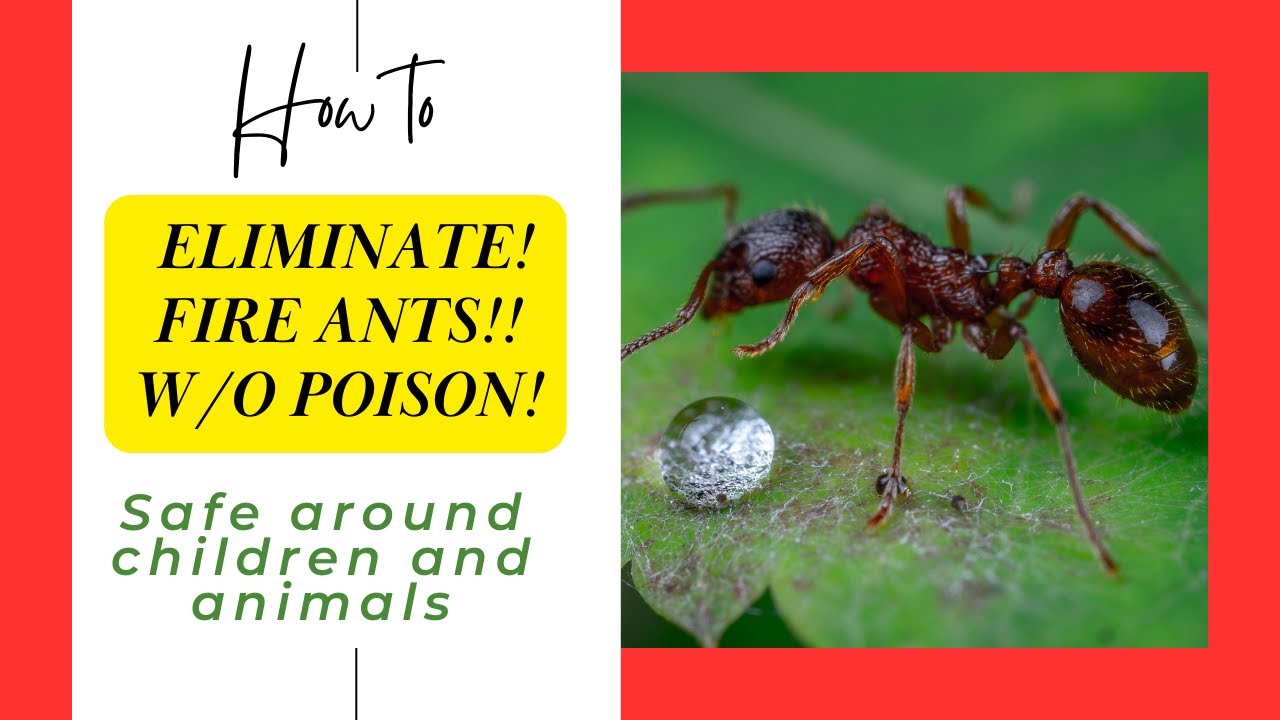 ELIMINATE Fire Ants!! NO Poison NO Fail!! Non-Toxic and Natural Garden ...