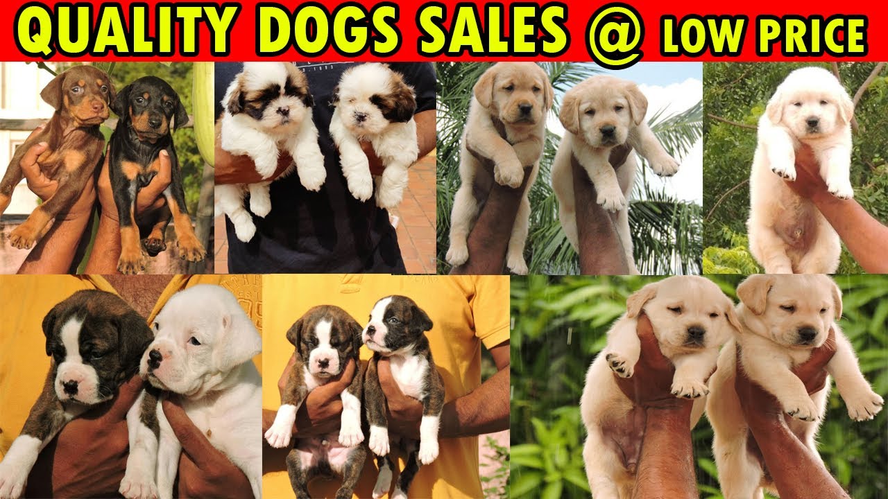 DOG FOR SALES | ALL PUPPYS SALES | Cheapest Prize | Dog Kennels | All ...